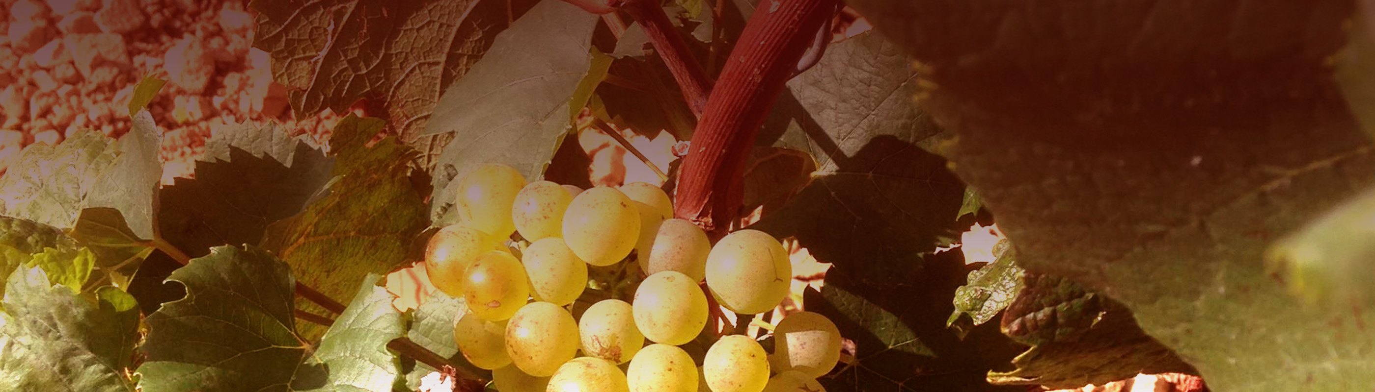 Domaine Jean Chartron - Margaret Wines